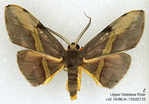 Papua Insects Foundation (Lepidoptera/Geometridae(Ennominae)/Capasa ...